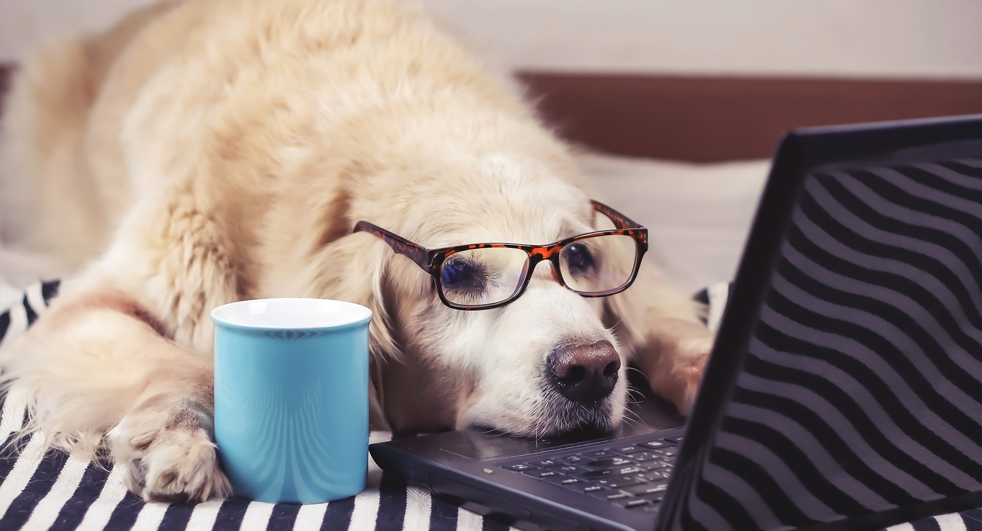 Pet Friendly Office Design - Paramount D&B